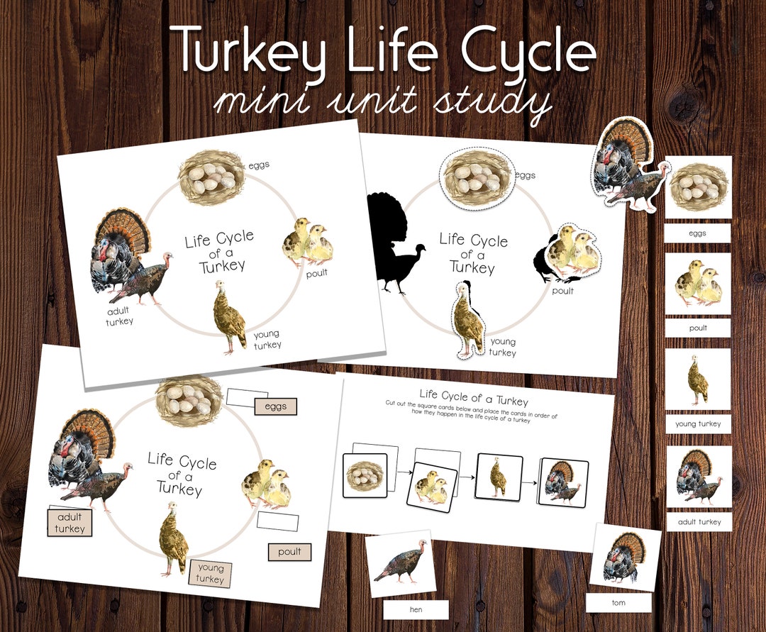 Turkey Life Cycle Mini Unit Study | Montessori and Charlotte Mason ...