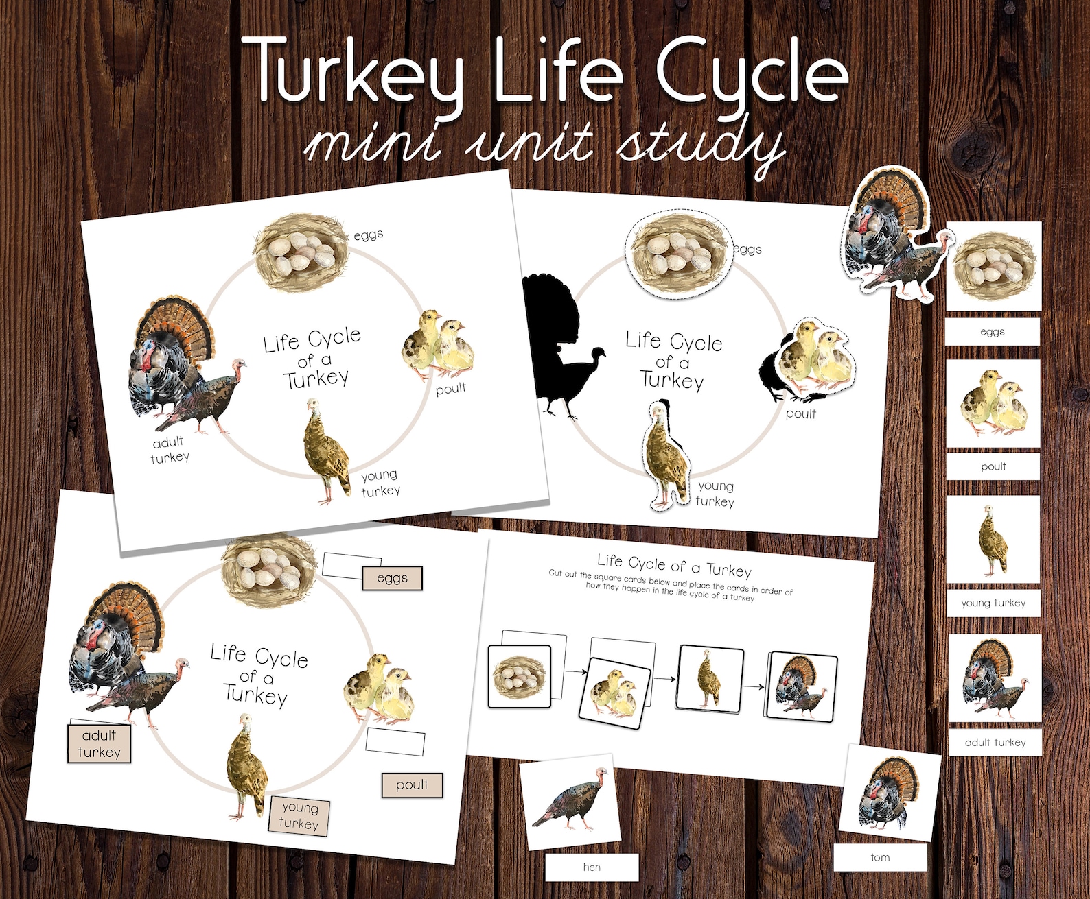 Turkey Life Cycle Mini Unit Study Montessori and Charlotte - Etsy