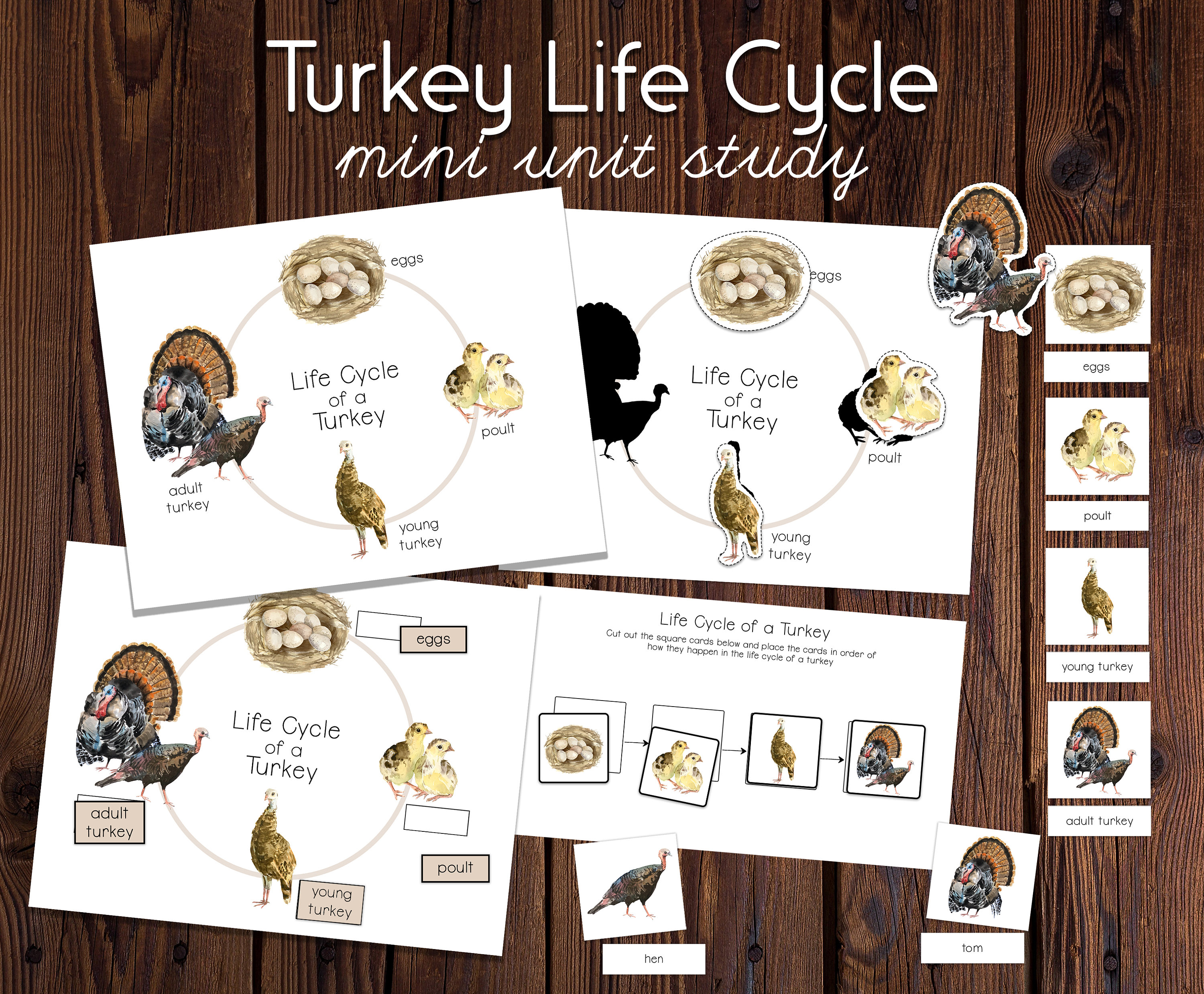 Turkey Life Cycle Mini Unit Study | Montessori and Charlotte Mason ...