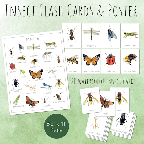 INSECT Flash Cards and Poster Printable Bugs and Insects - Etsy