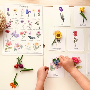 FLOWER Flash Cards and Poster, Printable, Safari Ltd Flower Toob ...