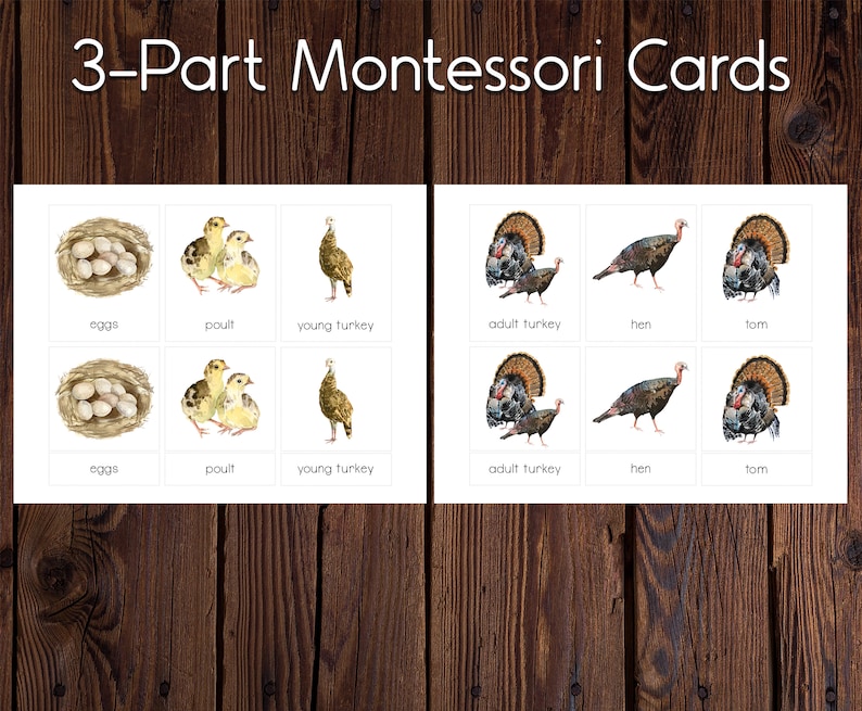 Turkey Life Cycle Mini Unit Study Montessori and Charlotte - Etsy