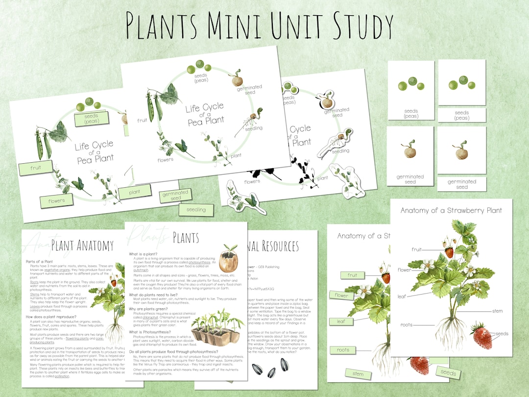PLANTS Spring Mini Unit Study, Life Cycle of a Plant, Plant Anatomy ...