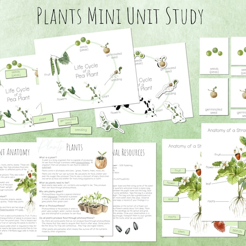 DANDELION Unit Study Life Cycle Anatomy Nature Study - Etsy