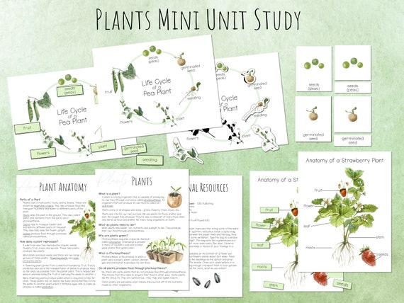 PLANTS Spring Mini Unit Study Life Cycle of a Plant Plant - Etsy Canada