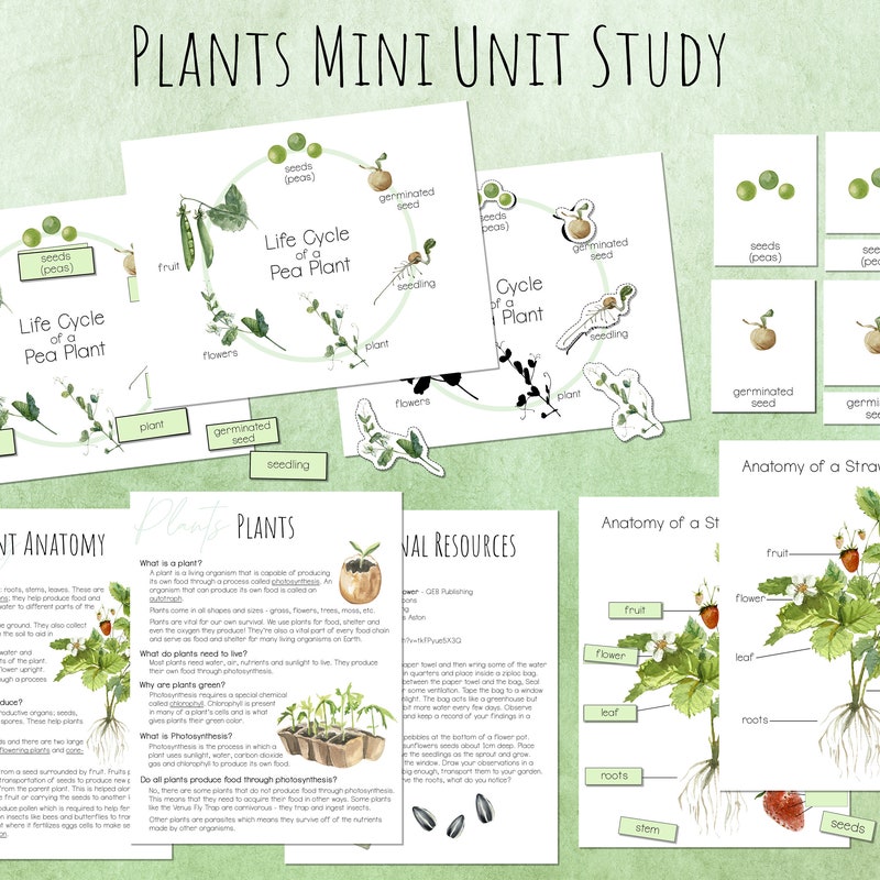 Anatomy Poster Plant - Etsy UK