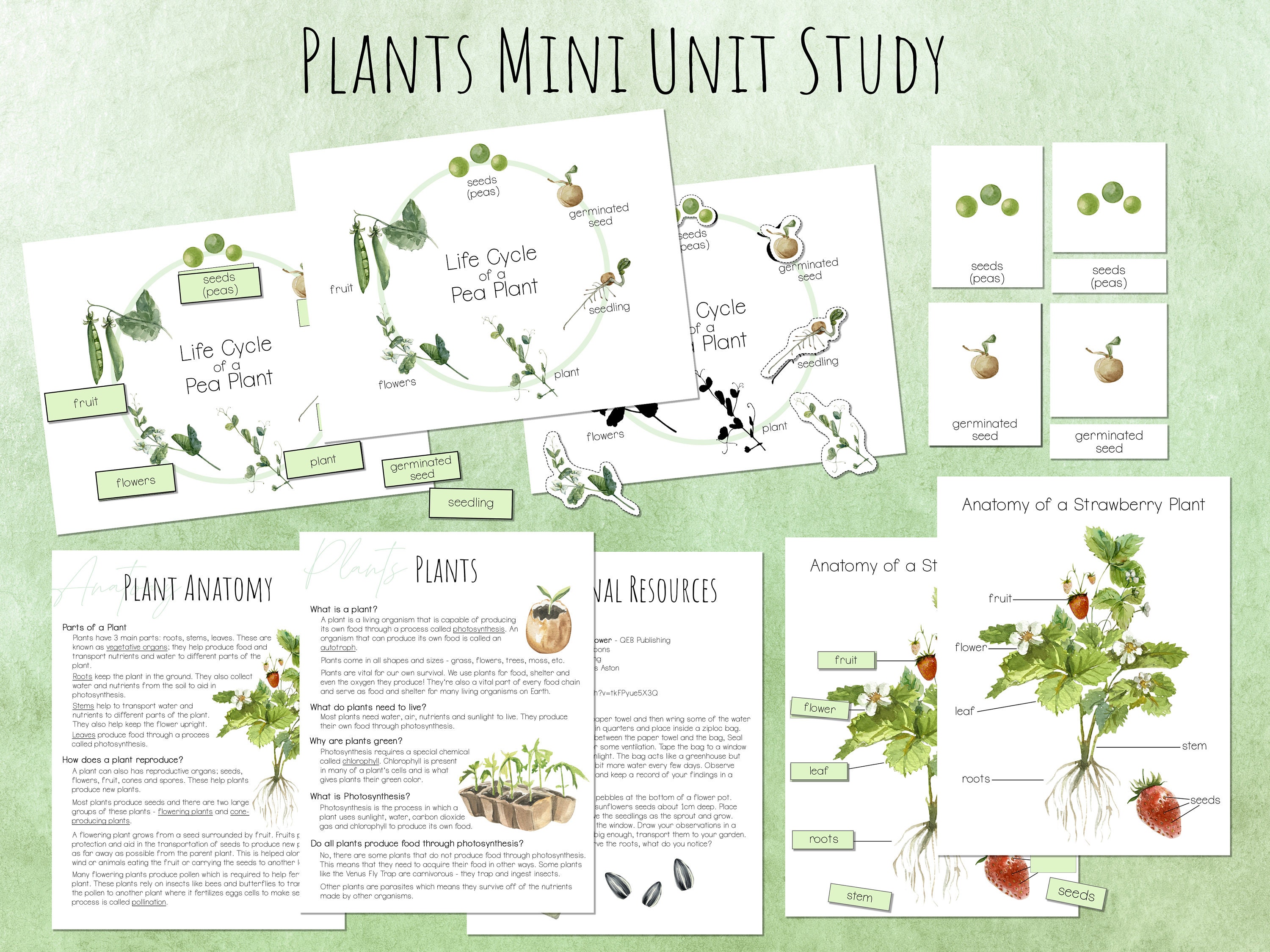 PLANTS Spring Mini Unit Study Life Cycle of a Plant Plant - Etsy Canada