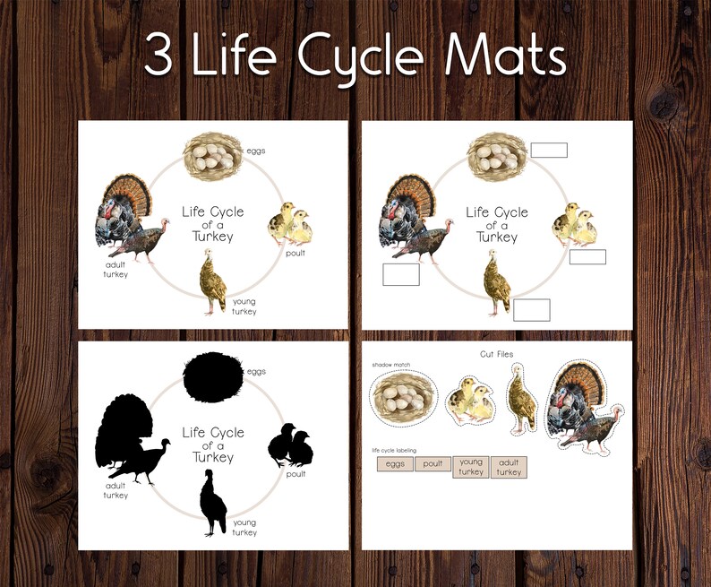 Turkey Life Cycle Mini Unit Study Montessori and Charlotte - Etsy