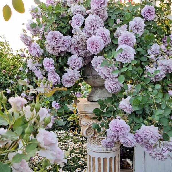 Climbing Rose - Etsy