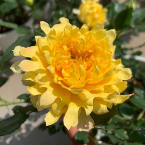 Rare Rose【fireworks Ruffles | 花火の波】-1.5 Gal Ownroot| Chrysanthemum ...