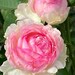 Rose【pink of Princess｜ ピンクオブプリンセス】-1.5 Gal Ownroot Live Plant| 河本オリジナル ...