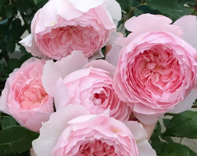 Misaki 美咲 Japanese Rose. Cut Rose. Continue Blooming. Big Flower ...