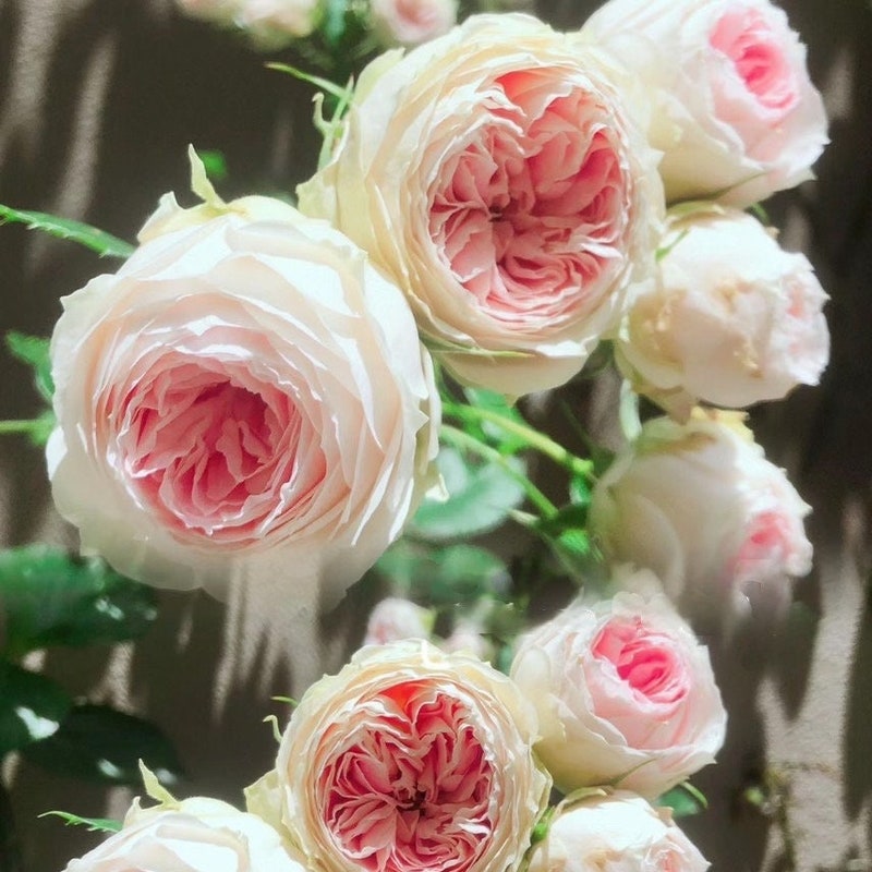 German Rose - Etsy