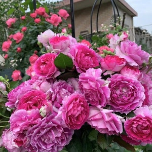 Rose【scheherazade| シェエラザード】-1.5 Gal Ownroot | Rare Rose| Strong ...