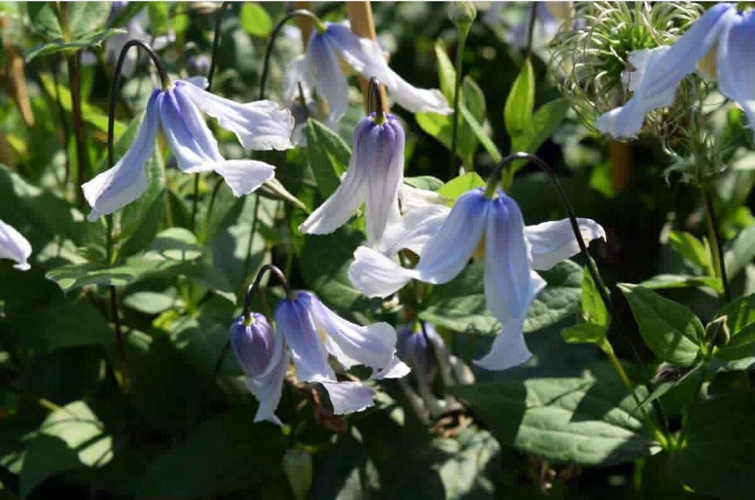 Clematis【twinkle】- Liveplant| Clematis Integrifolia 闪烁｜cold Hardy｜cut ...
