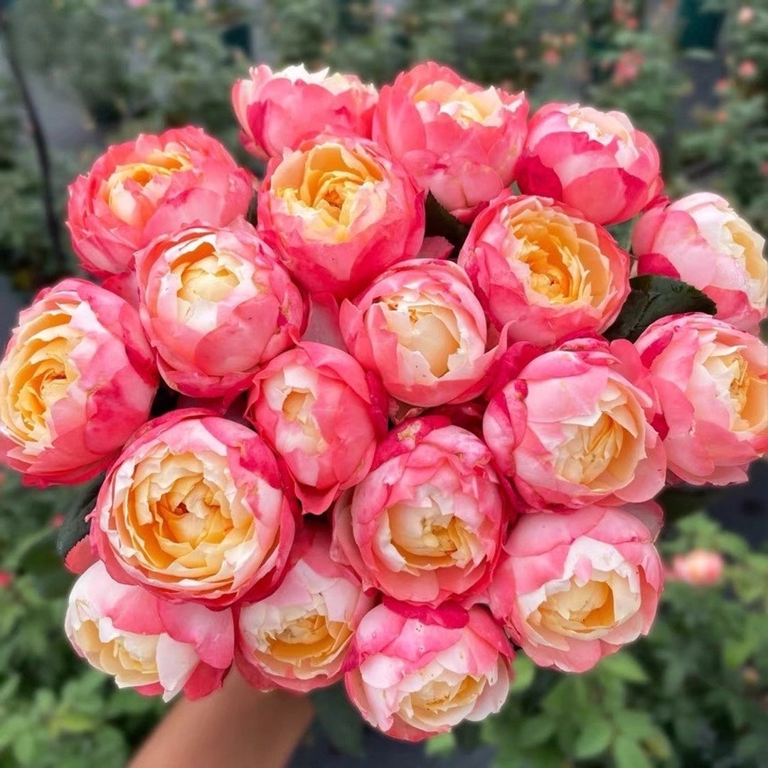 Rare Rosa 【chance Pom| シャンスポム】 - Ownroot | Japanese| Multi-color ...