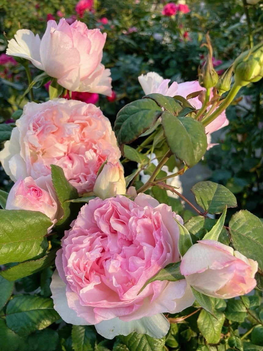 Rose【 M-perzik｜M－ペルジーク】1.5gal+ Ownroot｜japanese Florists Rose| 佩尔朱克 ｜M ...