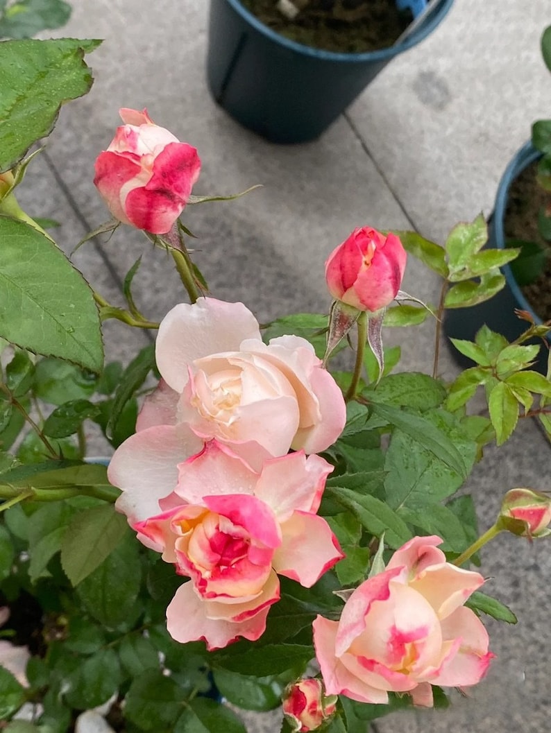 Rose【princess Suki シャンスポム】 1 Gal Ownroot | Japanese| Striped Flower ...