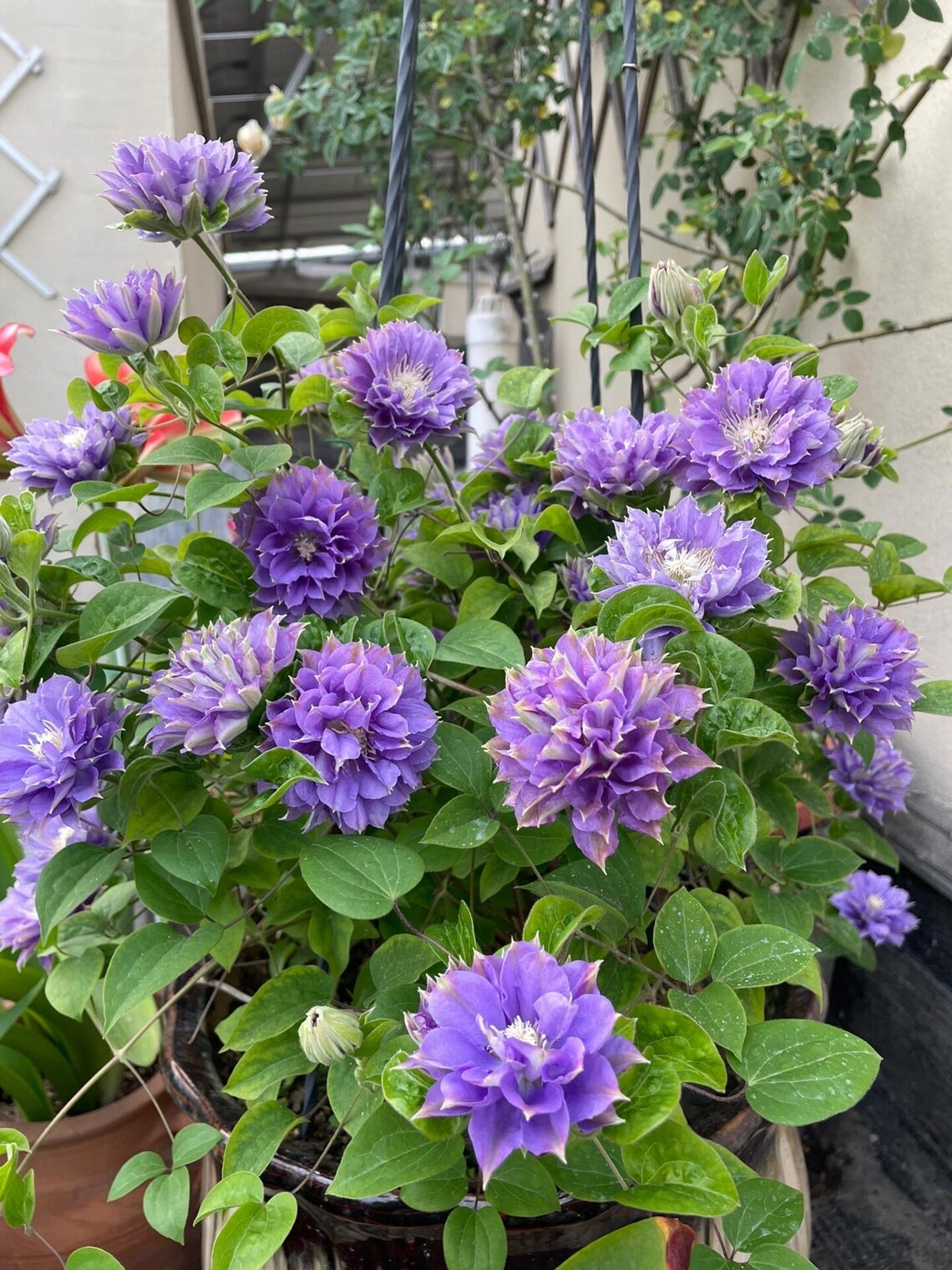 Rare Clematis 【enku｜円空】 - 9P Liveplant| Popular Japanese Clematis| 圓空 ...