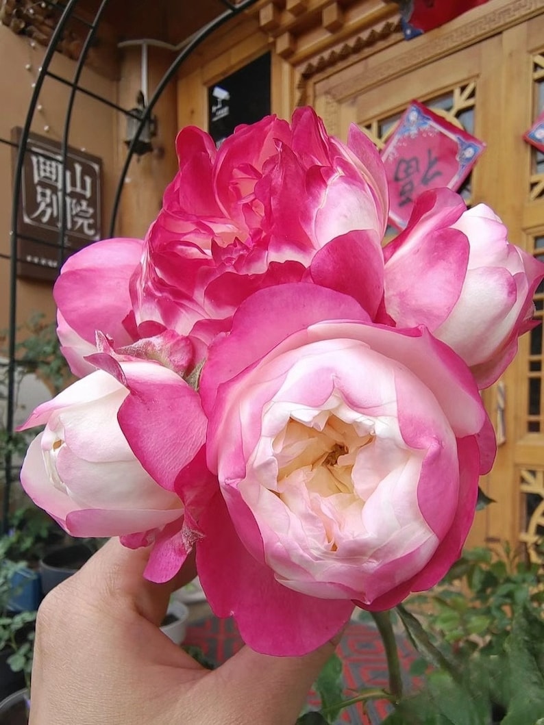 Rose【japanese Mon Amou |和室】-ownroot- 1.5gal | Redolent| Heat Tolerant ...