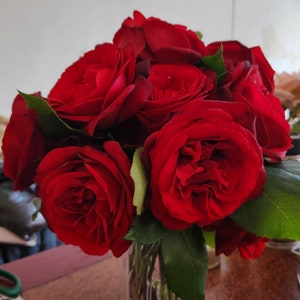 Red Rose【 海軍大将】- 1.5gal Own Root Liveplant｜inspired by Admira| 海上将军 ...
