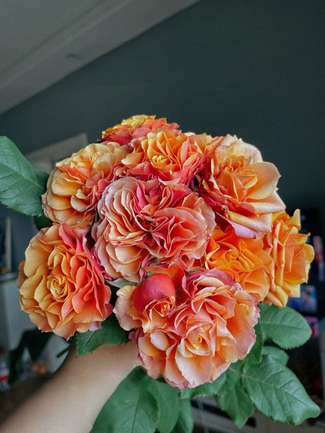 Rose vintage Sepia M-ヴィンテージセピア2 Galown Root Bare Root Vintage Color ...