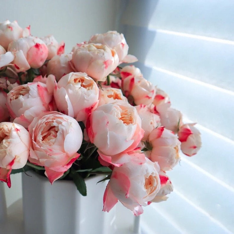 Rose【princess Suki シャンスポム】 1 Gal Ownroot | Japanese| Striped Flower ...
