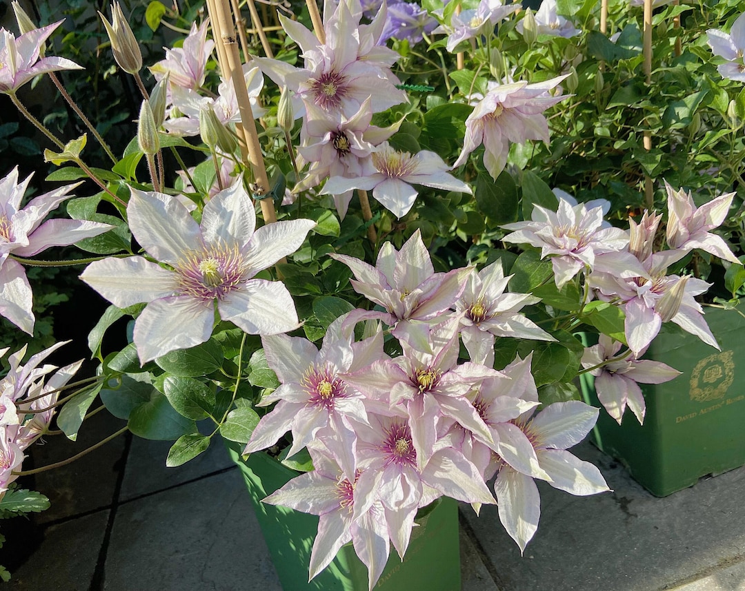 Clematis【samaritan Jo】- Liveplant｜撒马利亚乔｜single Large Flower Clematis ...