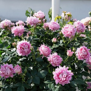 Rare Rosa【fancy Ruffle|ファンシー ラッフル 】-1gal+ Wave Bloom| Ownroot ...