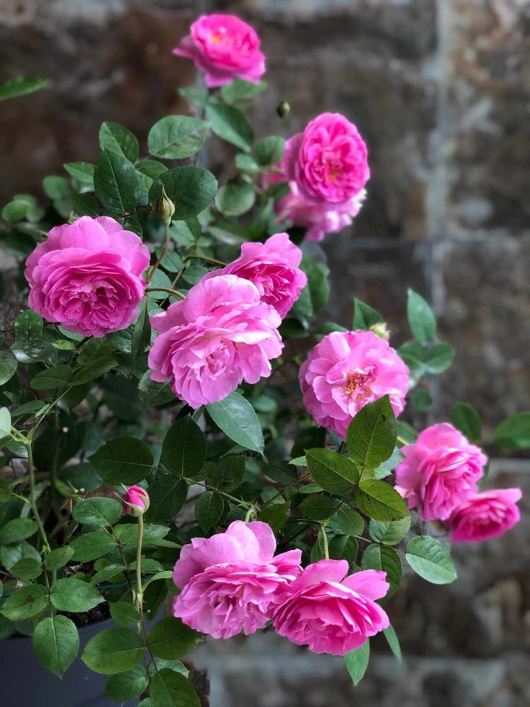 Rose【raphael |ラファエル】 -1 Gal Ownroot| Israfel| 河本 純子| Heat Resistant ...