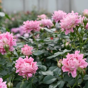 Rare Rosa【fancy Ruffle|ファンシー ラッフル 】-1gal+ Wave Bloom| Ownroot ...