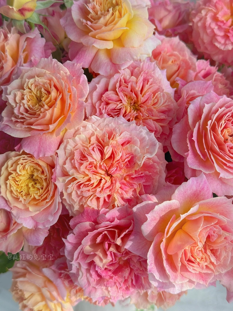 Rare Rose【シヤル一ル ｜chaleur】-1 Gal Live Plant｜温暖｜夏洛尔｜沙勒尔｜takayuki Kimura ...