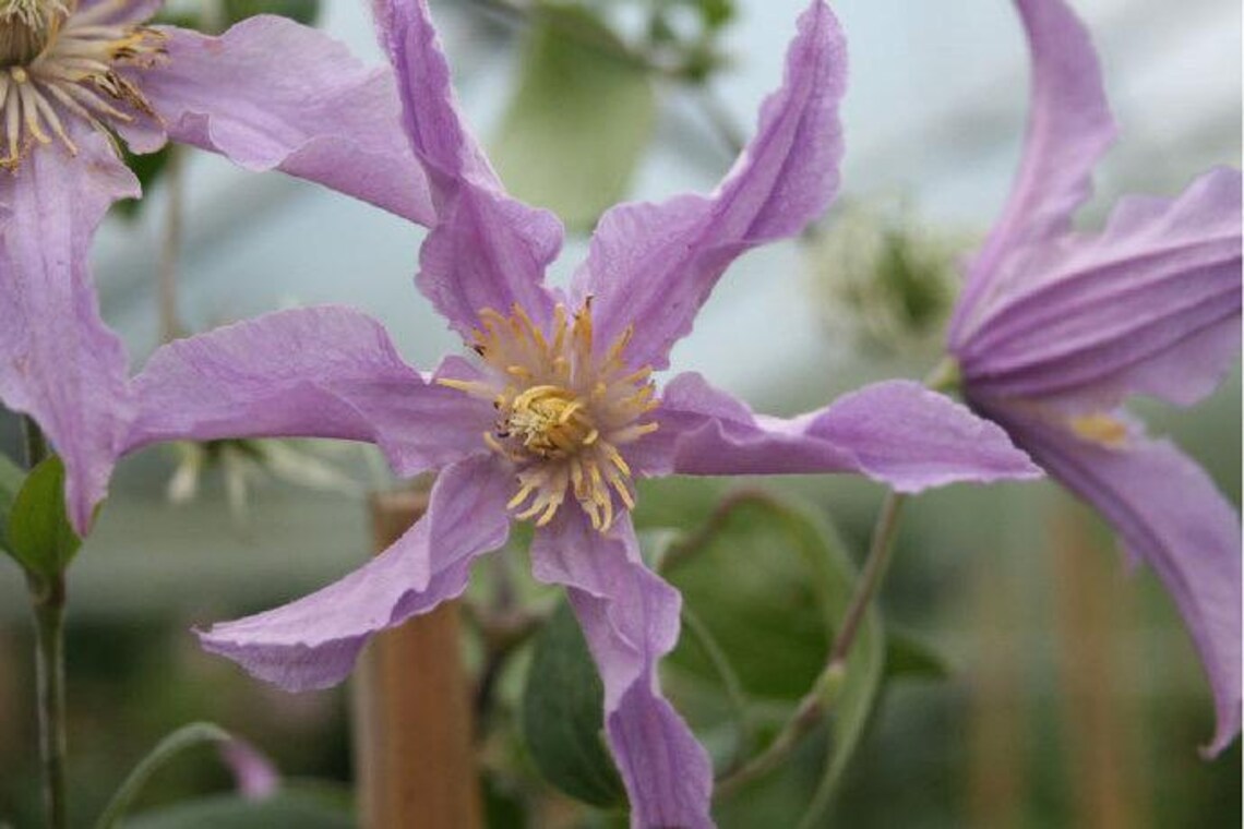 Rare Clematis【east River】-12p Liveplant｜东方河流 Large Star Bloom - Etsy