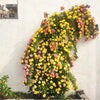 Rare Rosa【fancy Ruffle|ファンシー ラッフル 】-1gal+ Wave Bloom| Ownroot ...