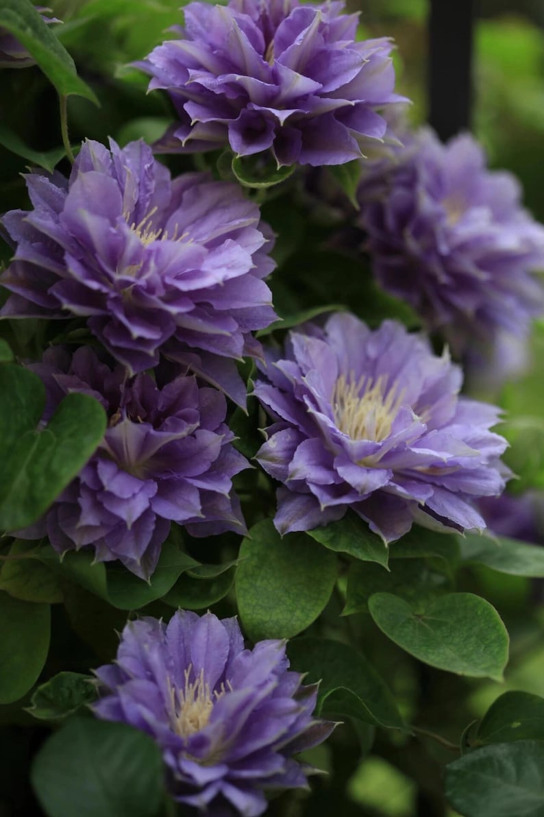 Rare Clematis【enku｜円空】 -12P Liveplant| Popular Japanese Clematis| 圓空 ...