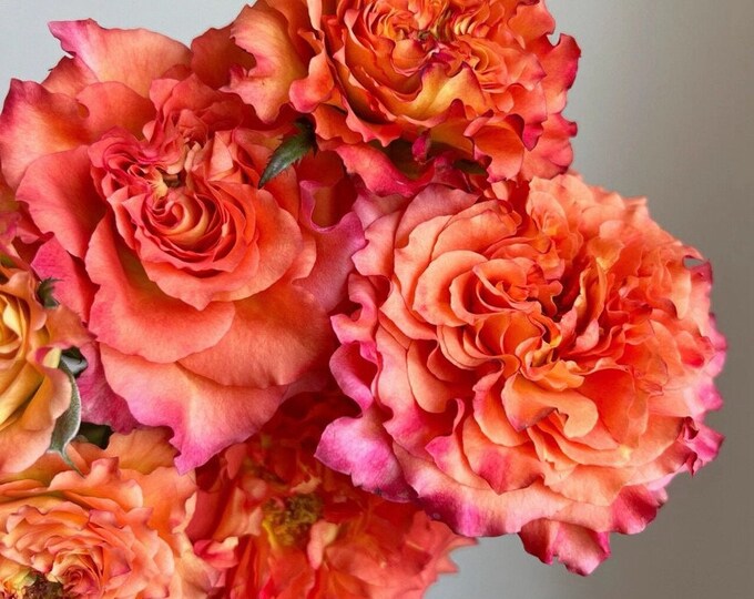 Rose【free Spirit| 自由な精霊】-2 Gal Own Root Live Plant｜redolent| Popular ...