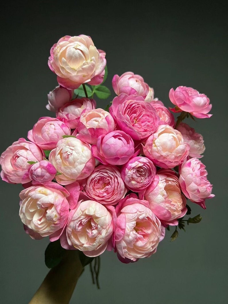 Rose【japanese Mon Amou |和室】-ownroot- 1.5gal | Redolent| Heat Tolerant ...