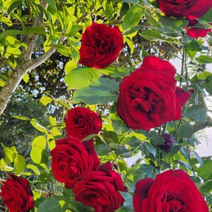 Red Rose【 海軍大将】- 1.5gal Own Root Liveplant｜inspired by Admira| 海上将军 ...