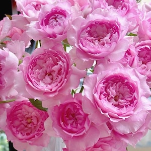 Rose【misty Moon｜rong Rong Yue】-1.5 Gal Ownroot Liveplant｜溶溶月｜tianlang ...