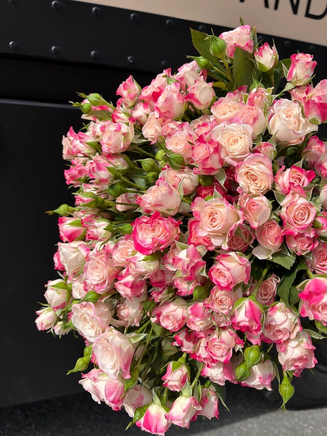 Rare Rose【reflex】 - Ownroot Live Plant| Interplant Cutting Rose| 折射泡泡 ...