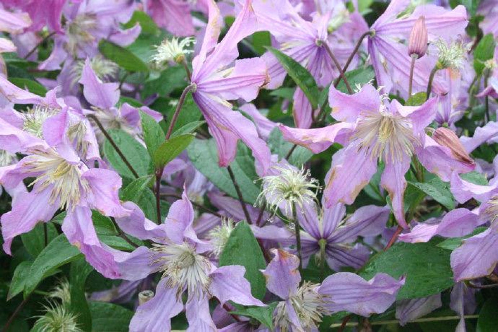 Rare Clematis【east River】-liveplant｜东方河流 Large Star Bloom - Etsy
