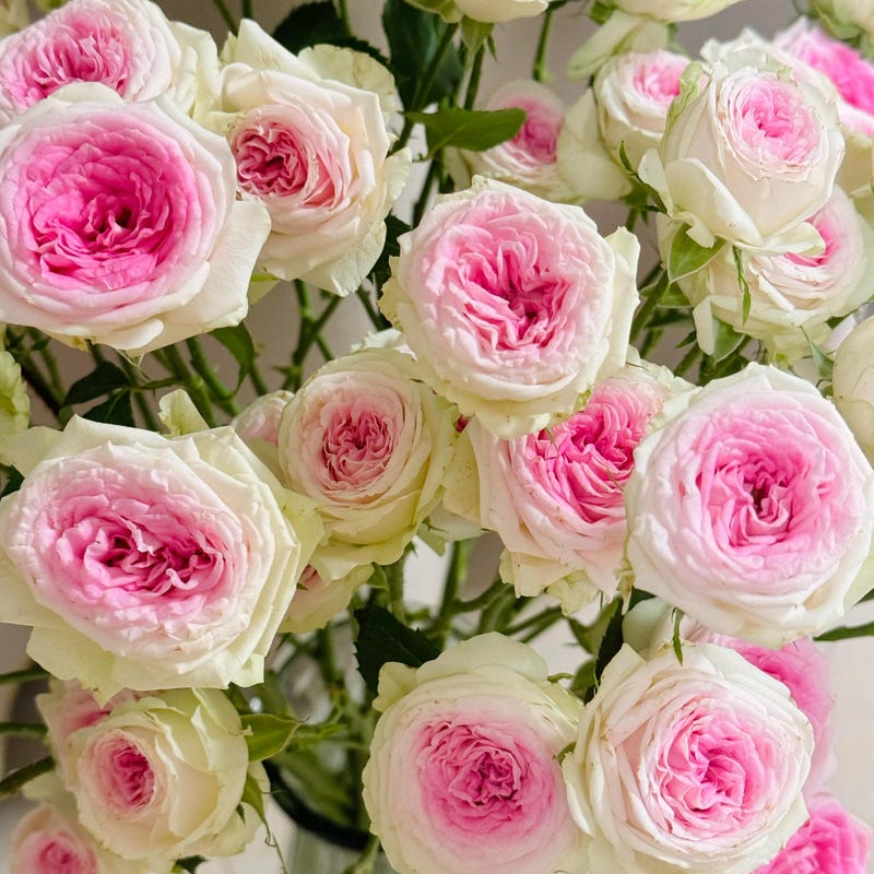 Pink Cabbage Rose - Etsy