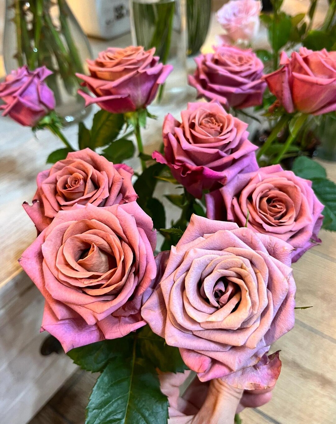 Rosebarista 1.5 Gal Own Root Liveplant 调香师 New Variety Extended Vase ...