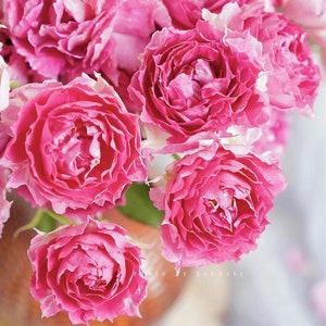 Rose【scheherazade| シェエラザード】-1.5 Gal Ownroot | Rare Rose| Strong ...