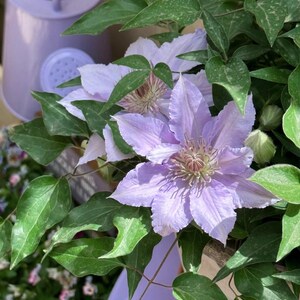 Clematis【filigree】- Liveplant｜金银丝/ 故里｜dwarf Clematis - Etsy