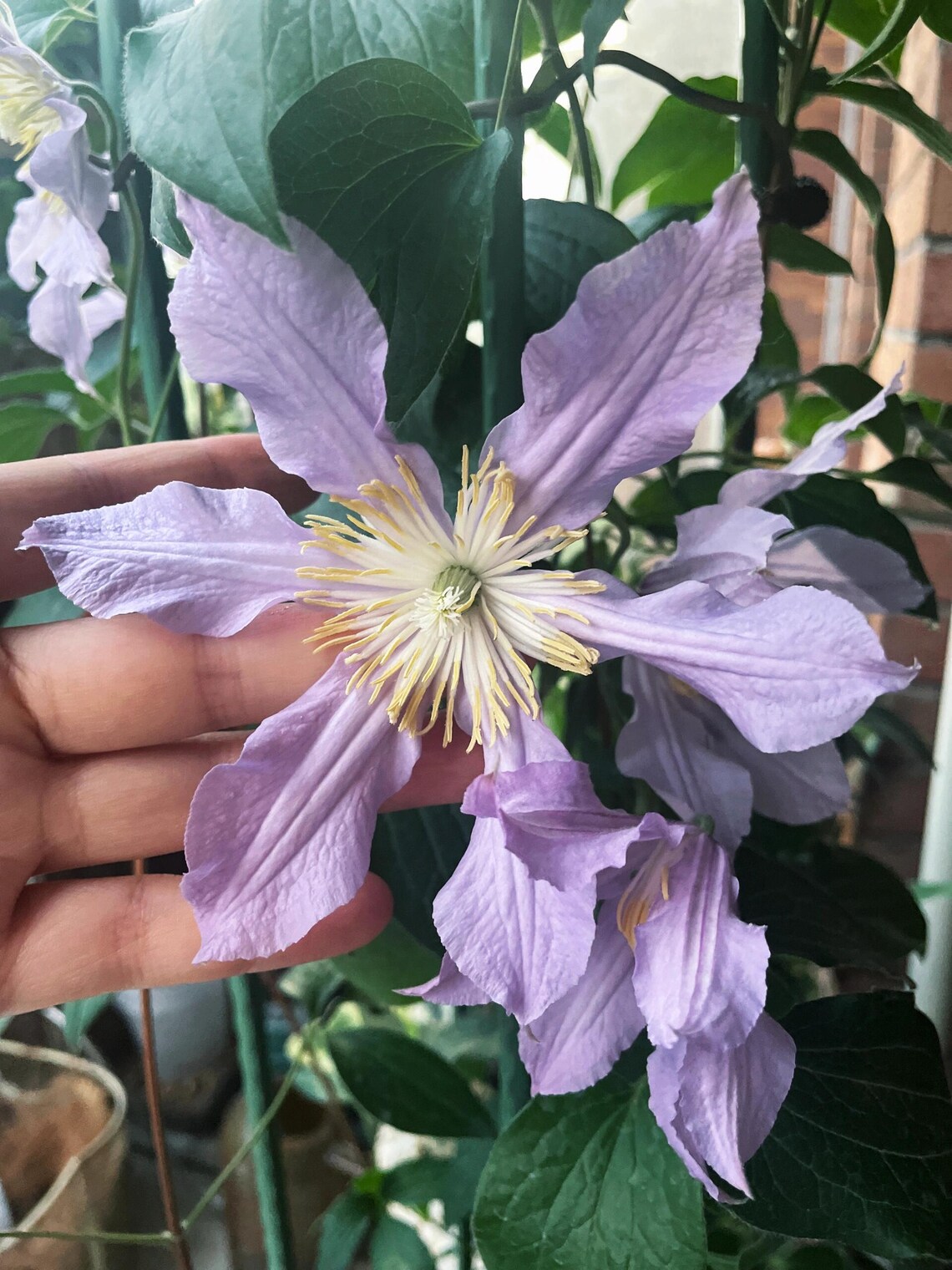 Rare Clematis【east River】-liveplant｜东方河流large Star Bloom - Etsy