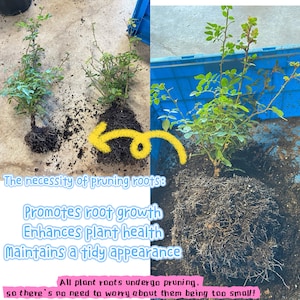 Rose【pompon Veranda】-1.5 Gal+ Ownroot Liveplant |门廊绒球 ポーチフルムーンローズ ...