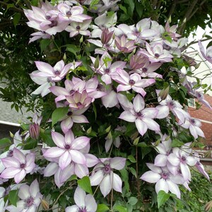 Clematis 【utopia｜ユートピア】-9p Liveplant| Popular Varieties in Japan| Fast Growing| 乌托邦 - Etsy