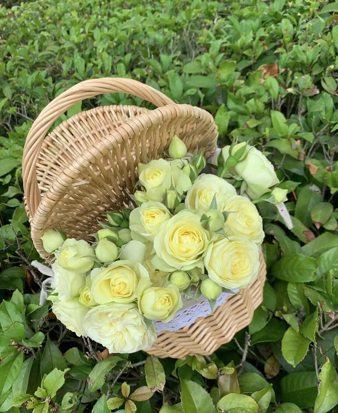 Rose【creamy Eden】creamy Folies| Meiheven| France Shrub| Cutting Rose ...