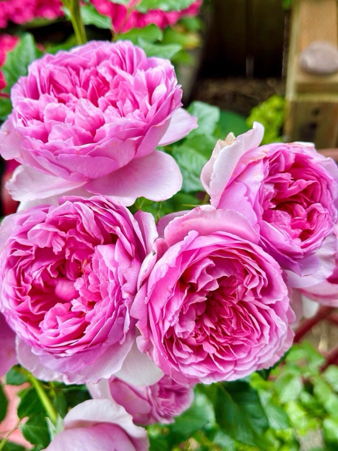 Rose pompadourポンパドール Own Root 庞巴度 Award-winning Strong Fragrance Less ...